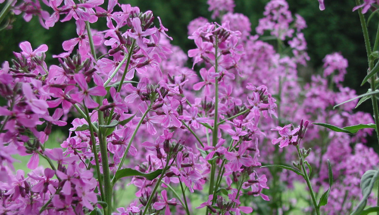 Weed Notes #1 - Dames Rocket - Tom Stock