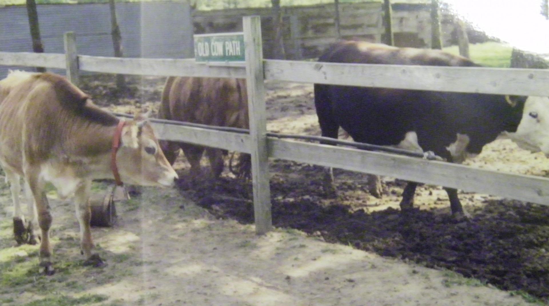 Double-D Where Farm Animals escape Slaughter & Abuse - Tom Stock