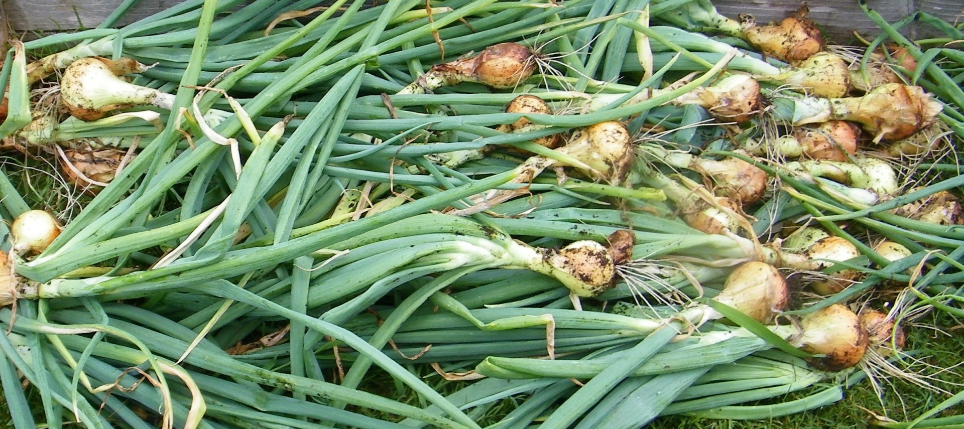 Notes From My Garden - Tom Stock