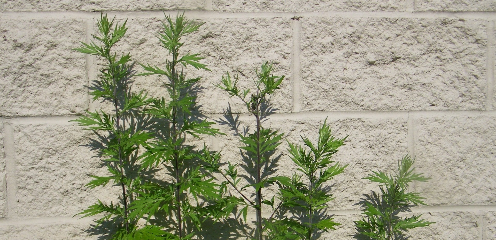 The Drought - Tom Stock