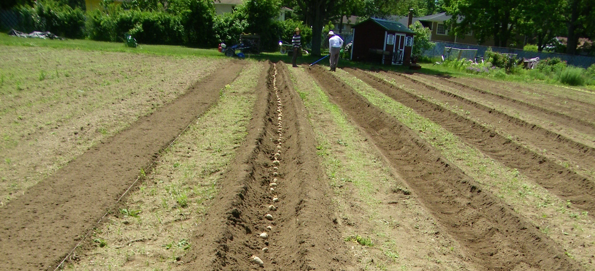 Potato Planting - Tom Stock