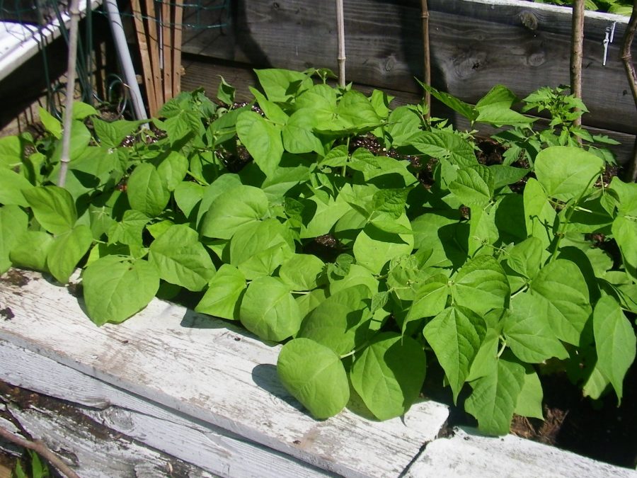 TOM'S BEAN PATCH IN COLD FRAME - Tom Stock