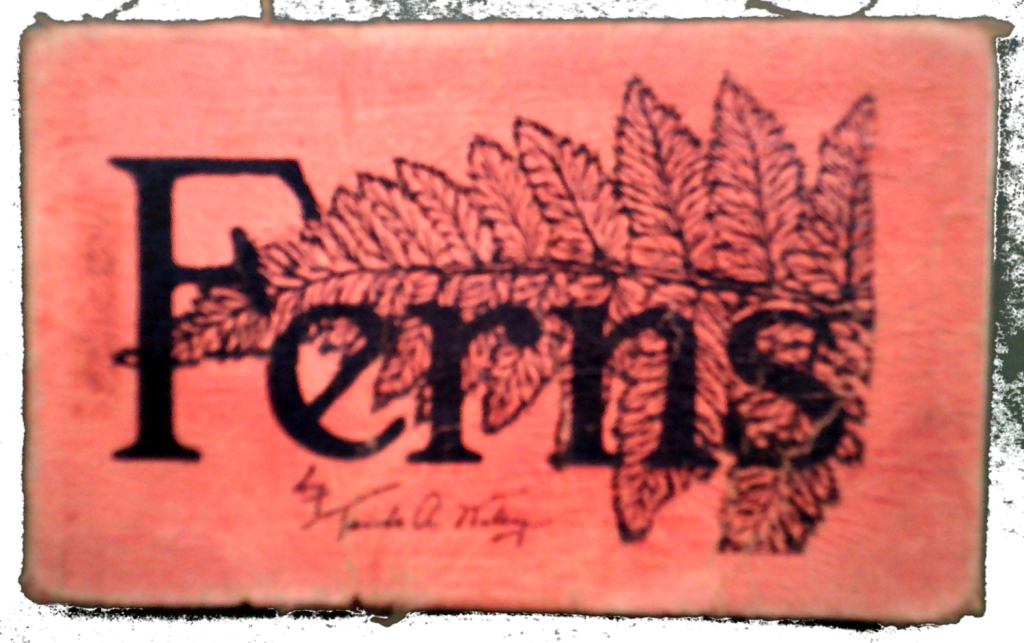 ferns - Tom Stock
