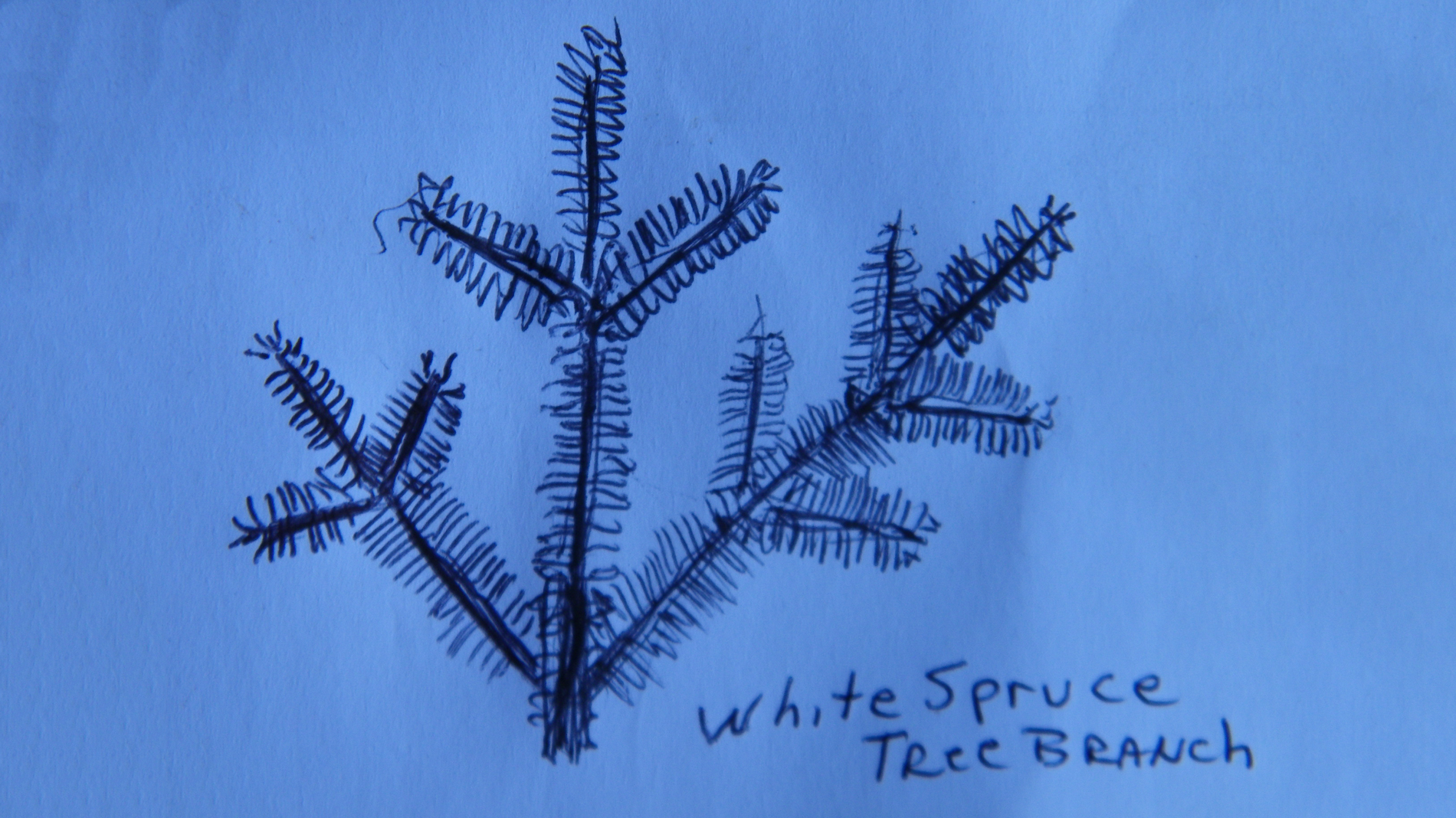 Poor Little Tree - Tom Stock